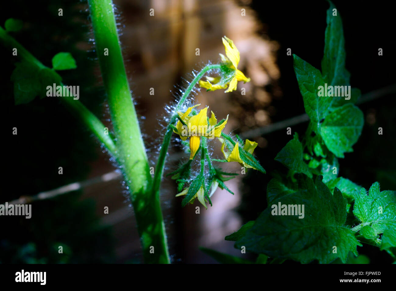 CUCUMBER, VEG, POONA, KHEERA Stock Photo - Alamy