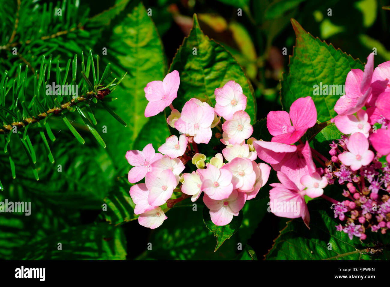 HYDRANGEA, HORTENSIA, MOPHEAD, POM-POM Stock Photo - Alamy