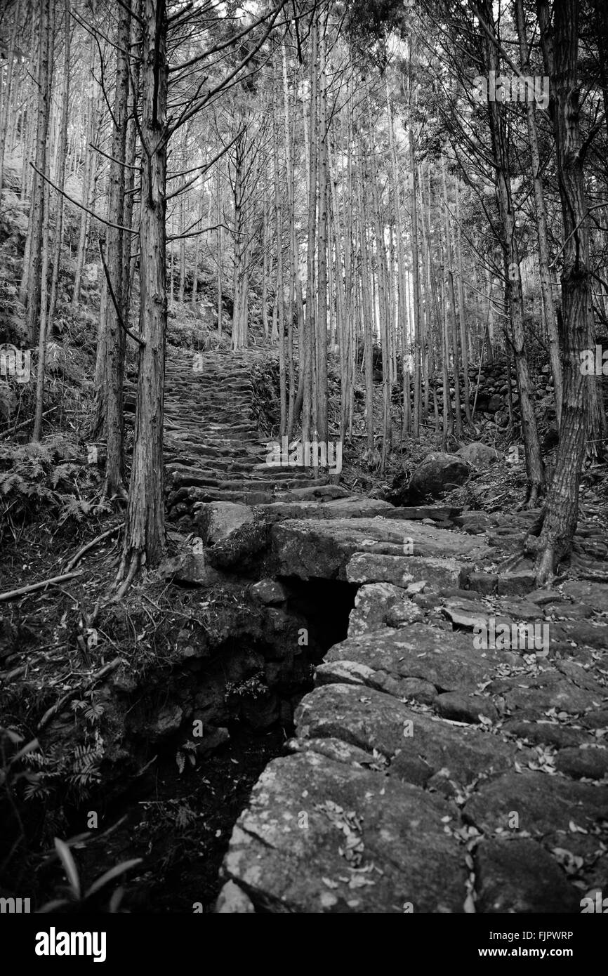 Woodland stone steps hi-res stock photography and images - Alamy