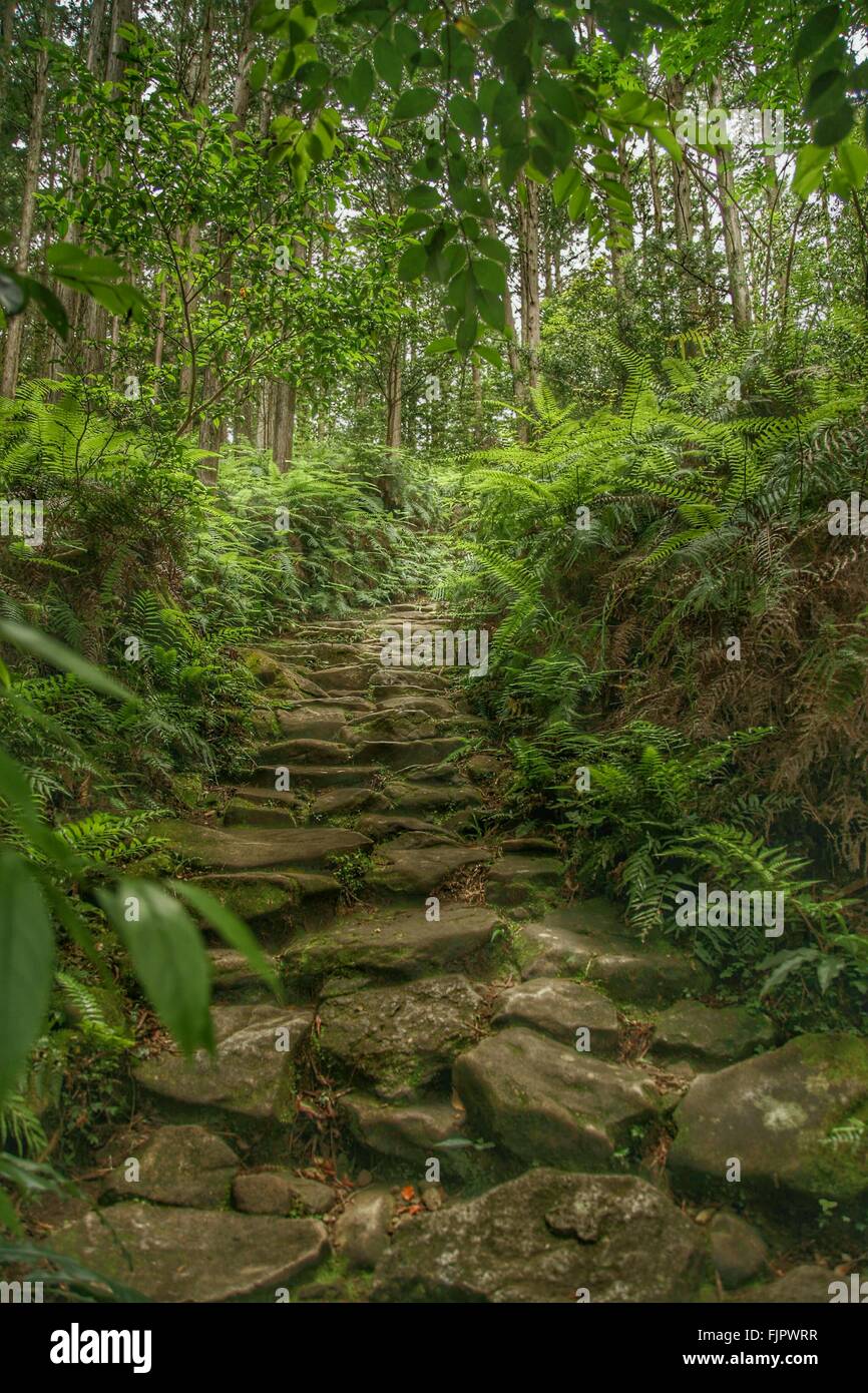 Foliage steps hi-res stock photography and images - Alamy