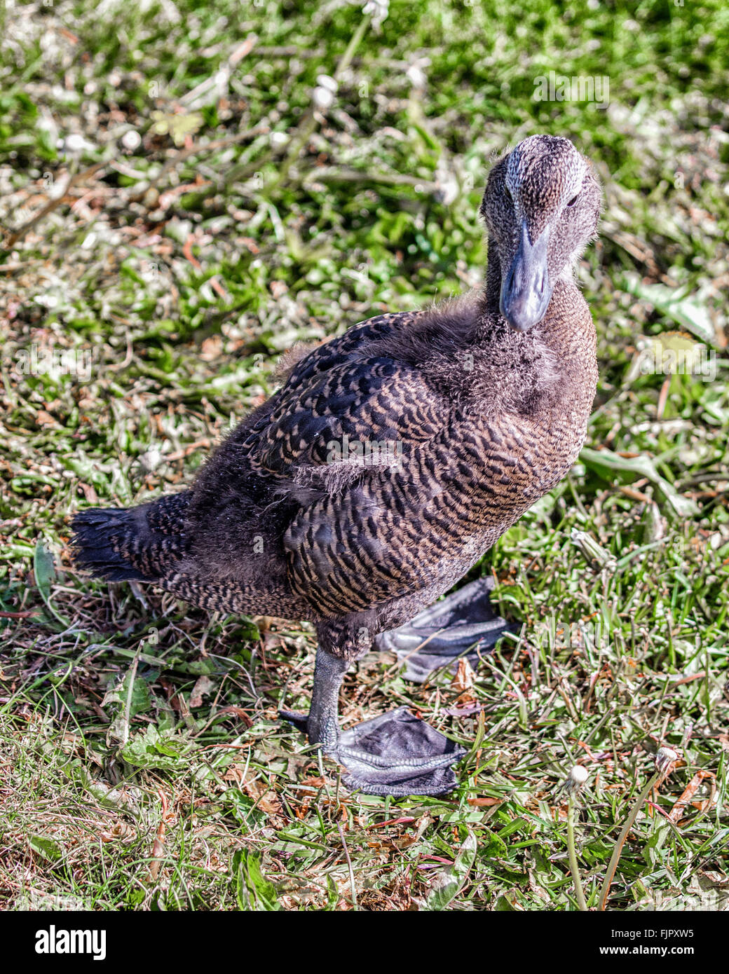 Vigur Island, Westfjords, Iceland. 2nd Aug, 2015. Female common Eider ...