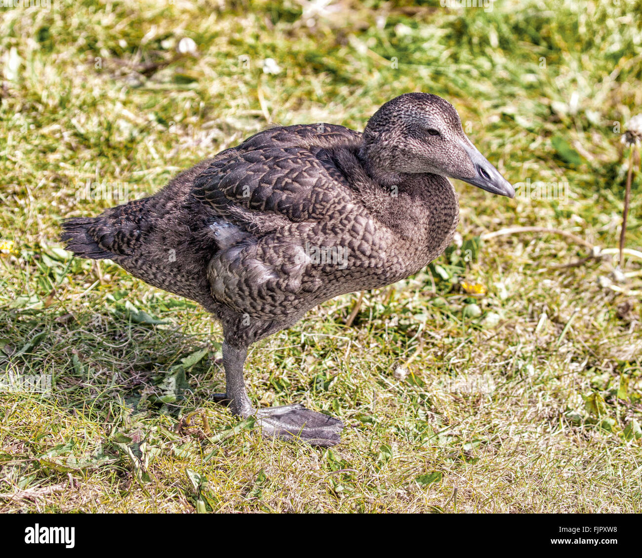 Vigur Island, Westfjords, Iceland. 2nd Aug, 2015. Female common Eider ...