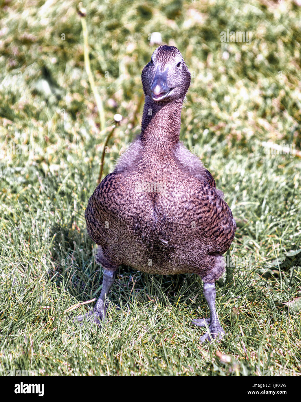 Vigur Island, Westfjords, Iceland. 2nd Aug, 2015. Female common Eider ...