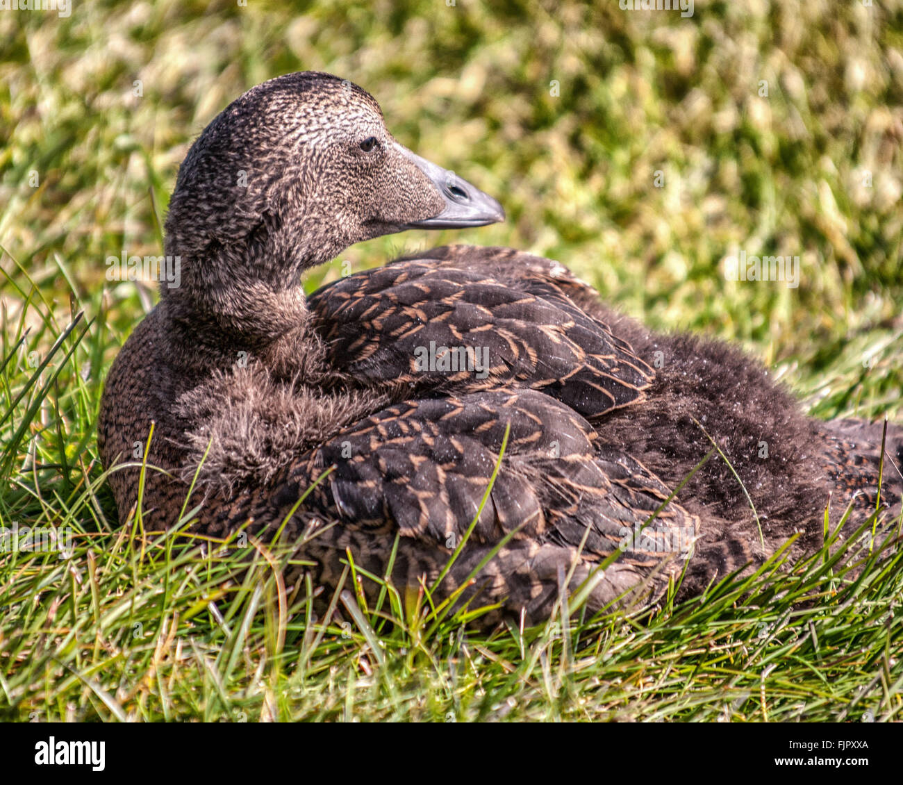 Vigur Island, Westfjords, Iceland. 2nd Aug, 2015. Female common Eider ...