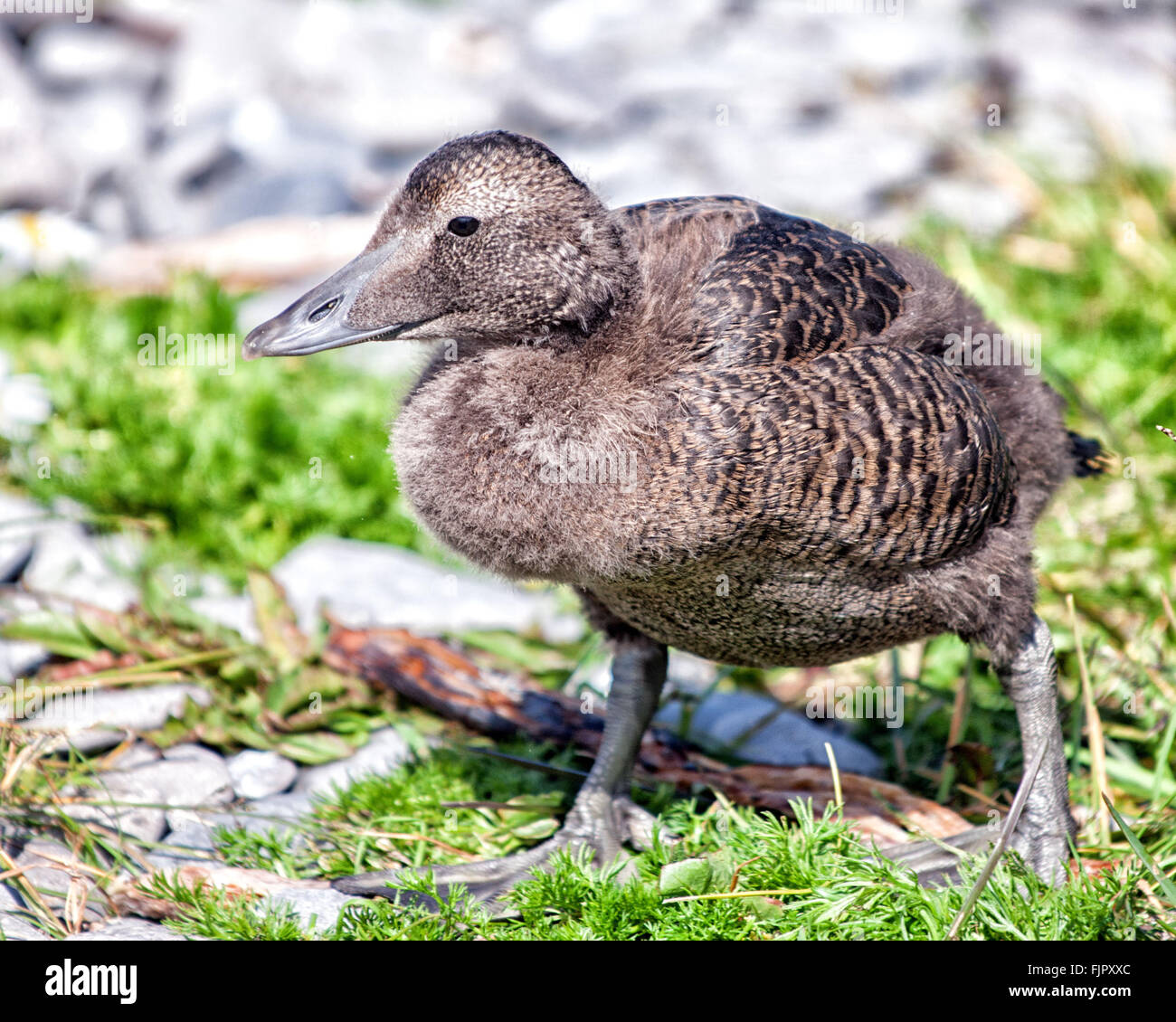 Vigur Island, Westfjords, Iceland. 2nd Aug, 2015. Female common Eider ...