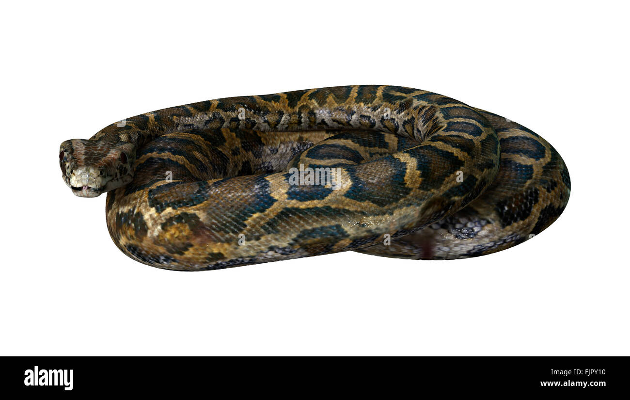 Largest snakes hi-res stock photography and images - Alamy