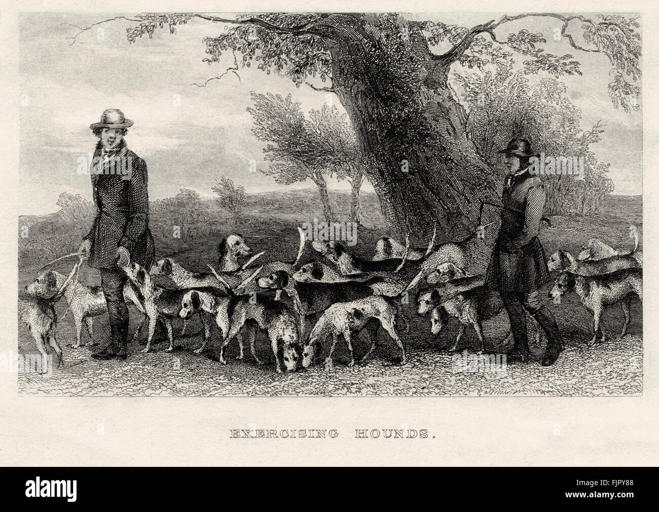 Exercising Hounds. Dogs that would be used for fox-hunting Stock Photo ...