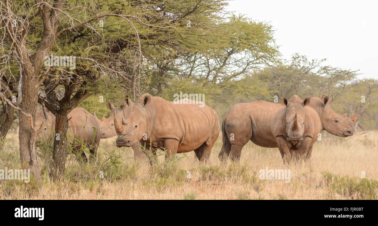 White Rhino group Stock Photo - Alamy