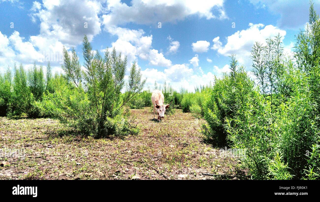 Cow Standing On Landscape Stock Photo - Alamy