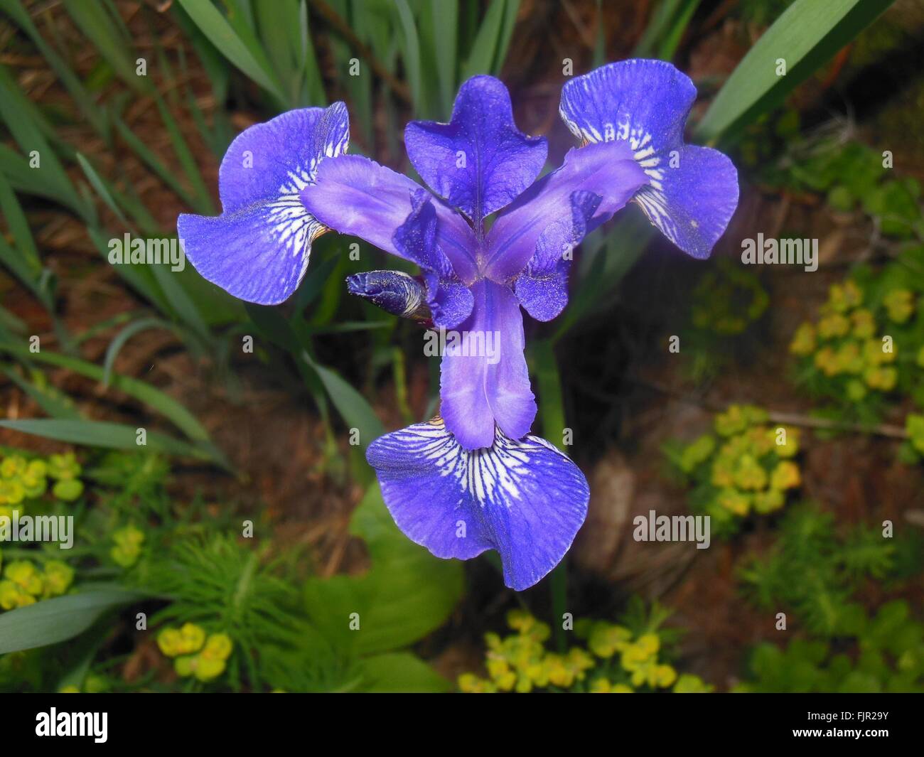 Angle flower hi-res stock photography and images - Alamy