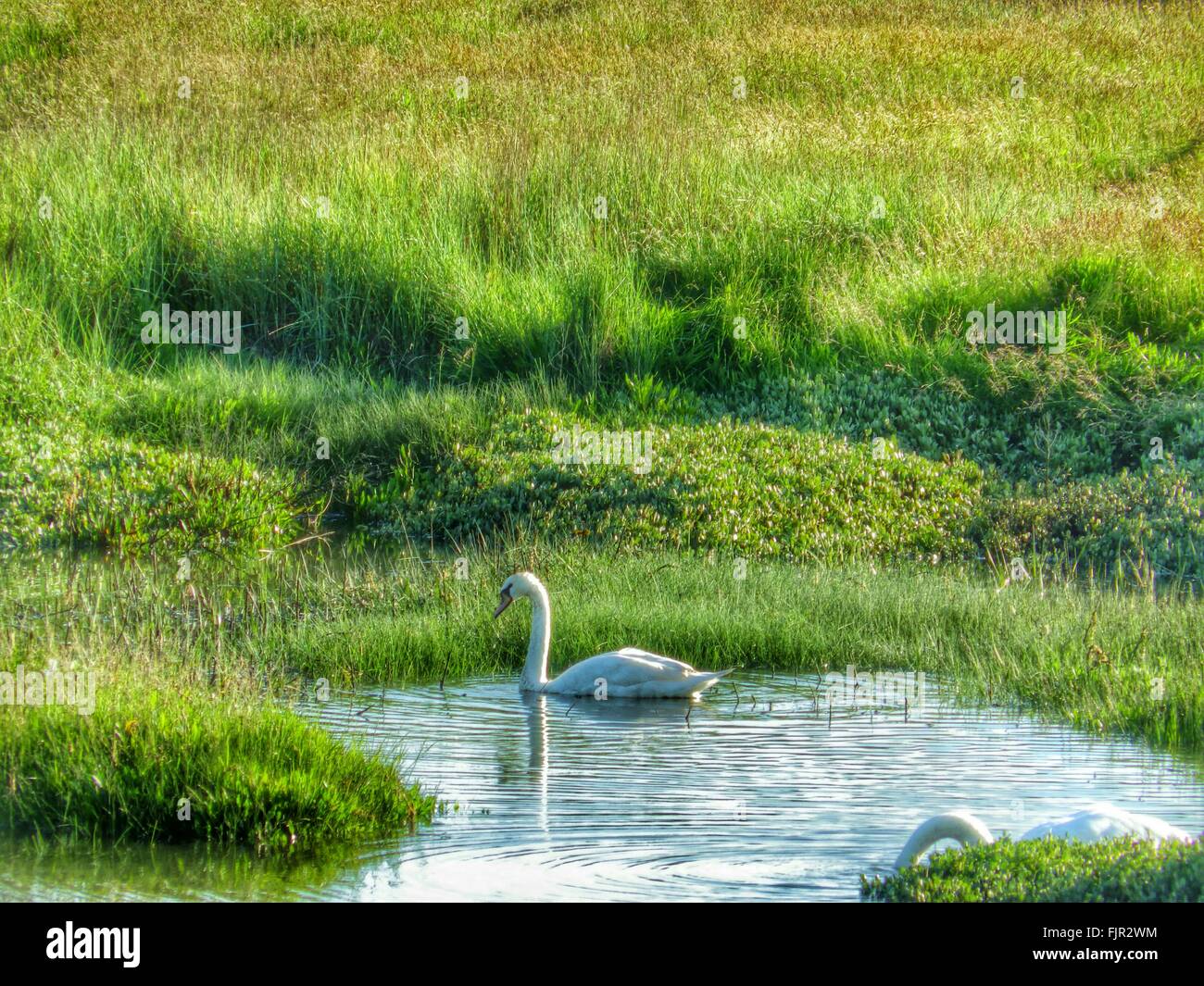 Side swan animals in wild hi-res stock photography and images - Alamy