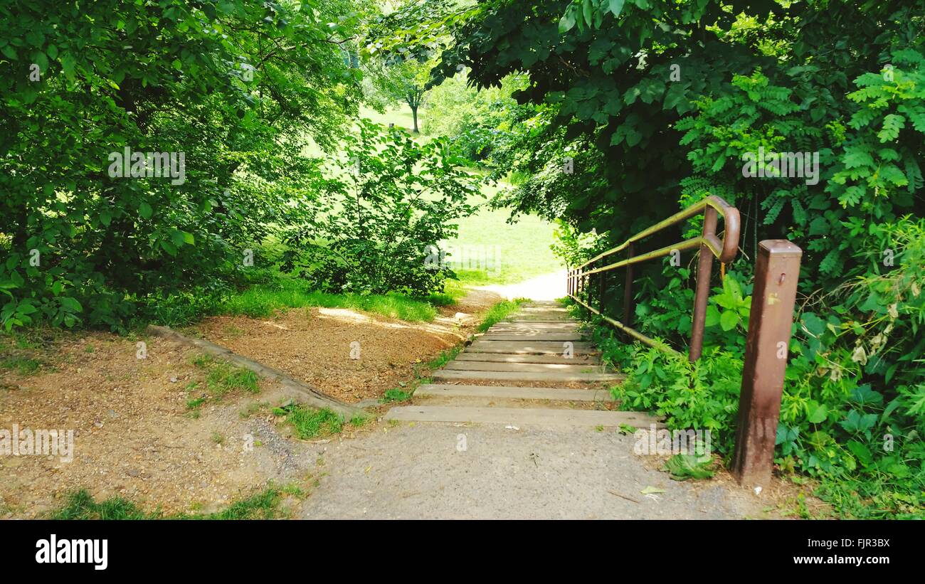 Steps Amidst Trees In Park Stock Photo - Alamy
