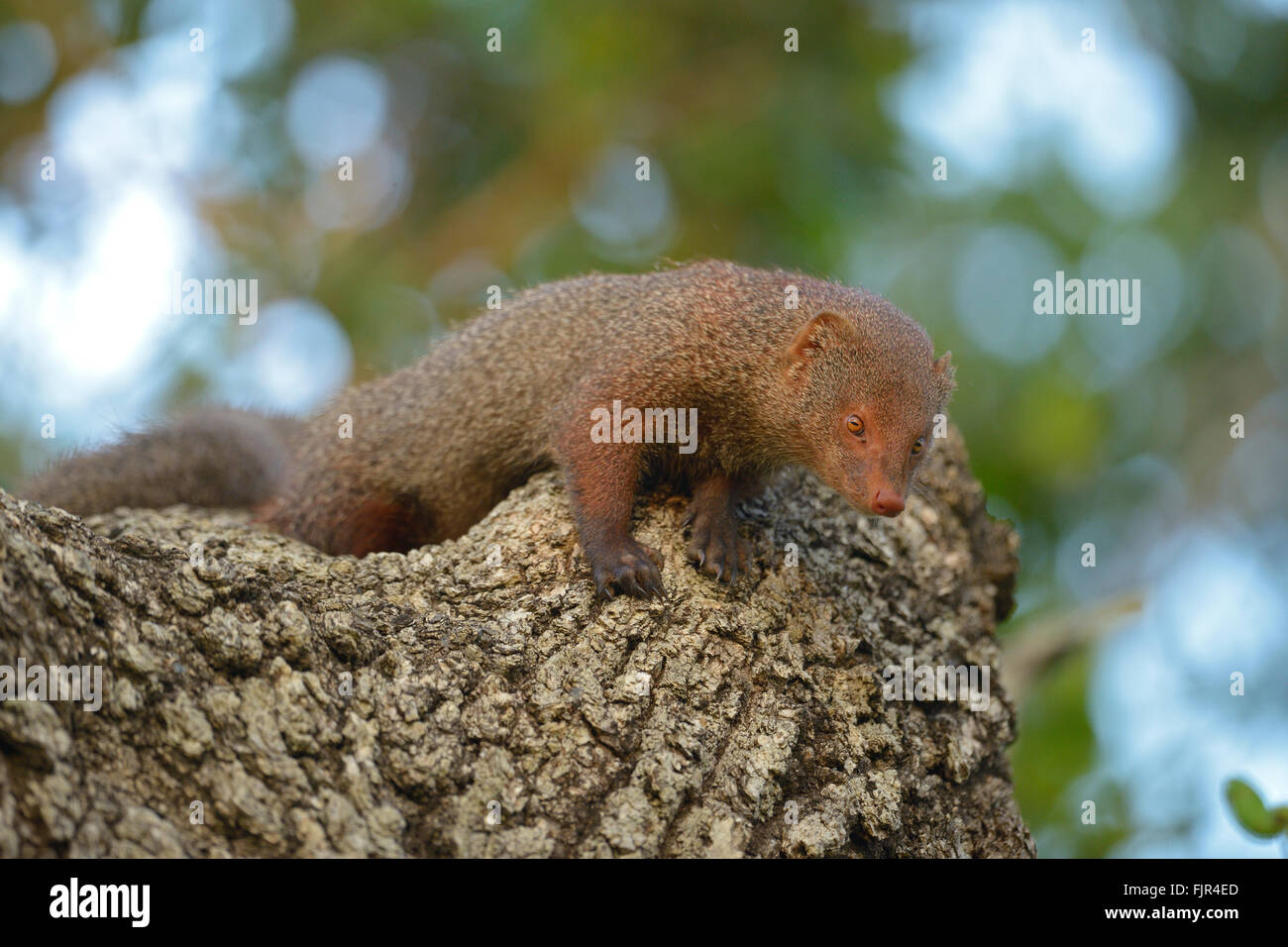 Mongoose tree hi-res stock photography and images - Alamy