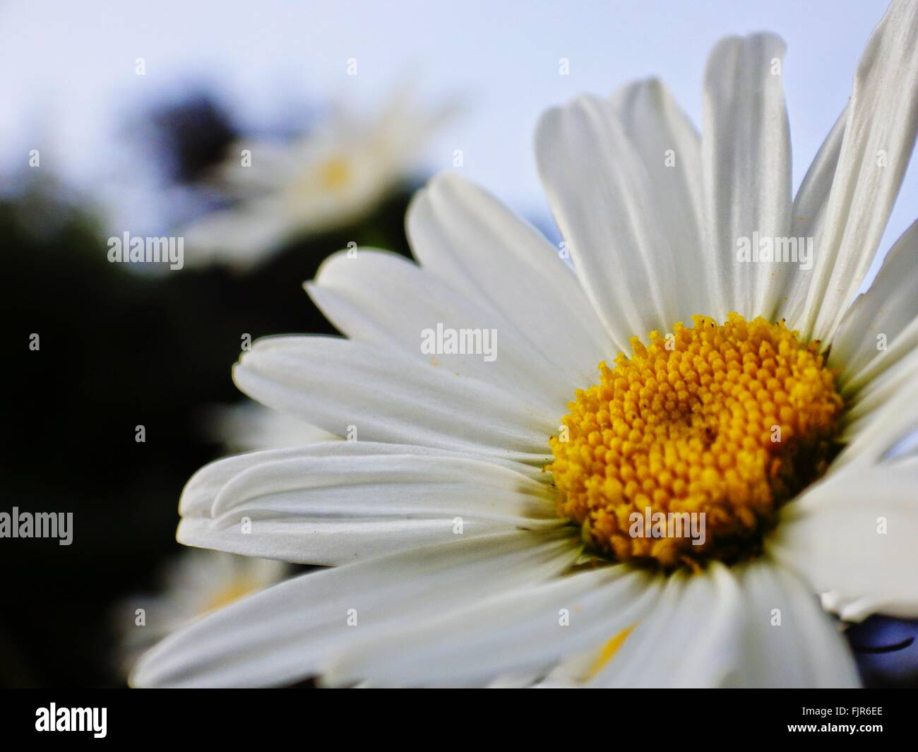 Daisy in the park hi-res stock photography and images - Alamy