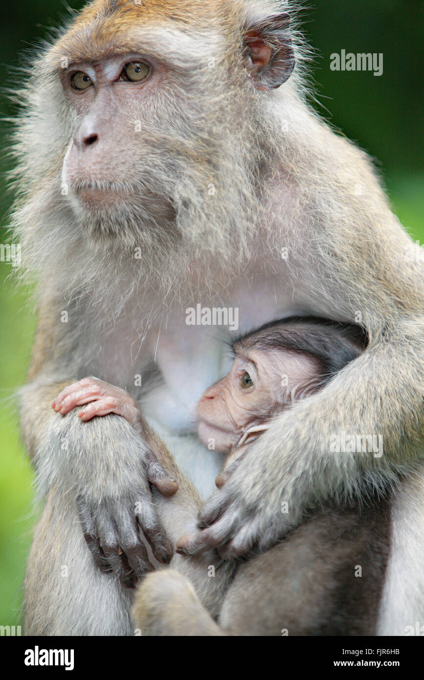 Macaque monkey south east asia hi-res stock photography and images - Alamy