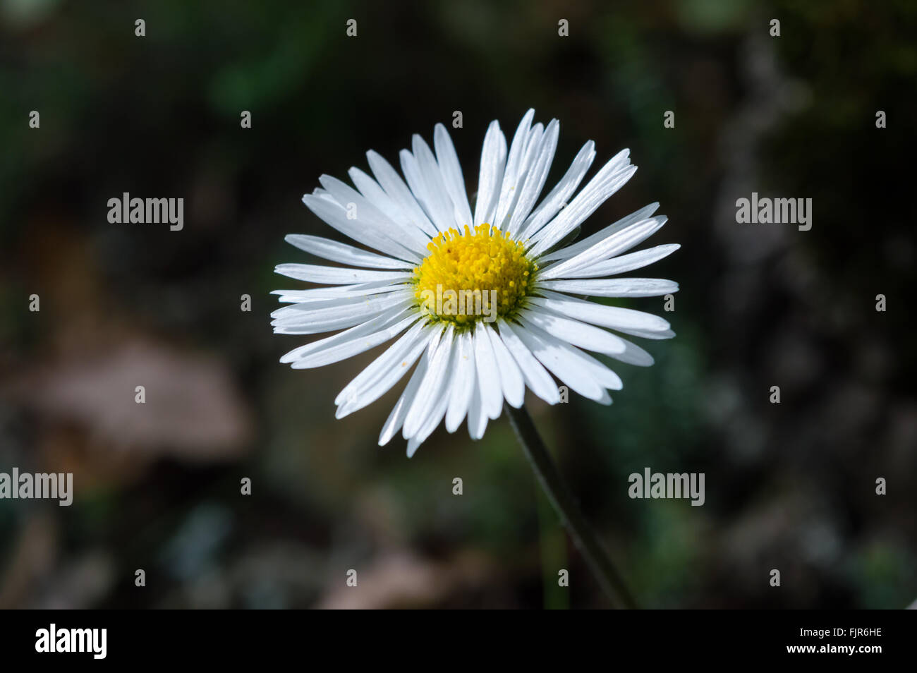 Little daisy hi-res stock photography and images - Alamy