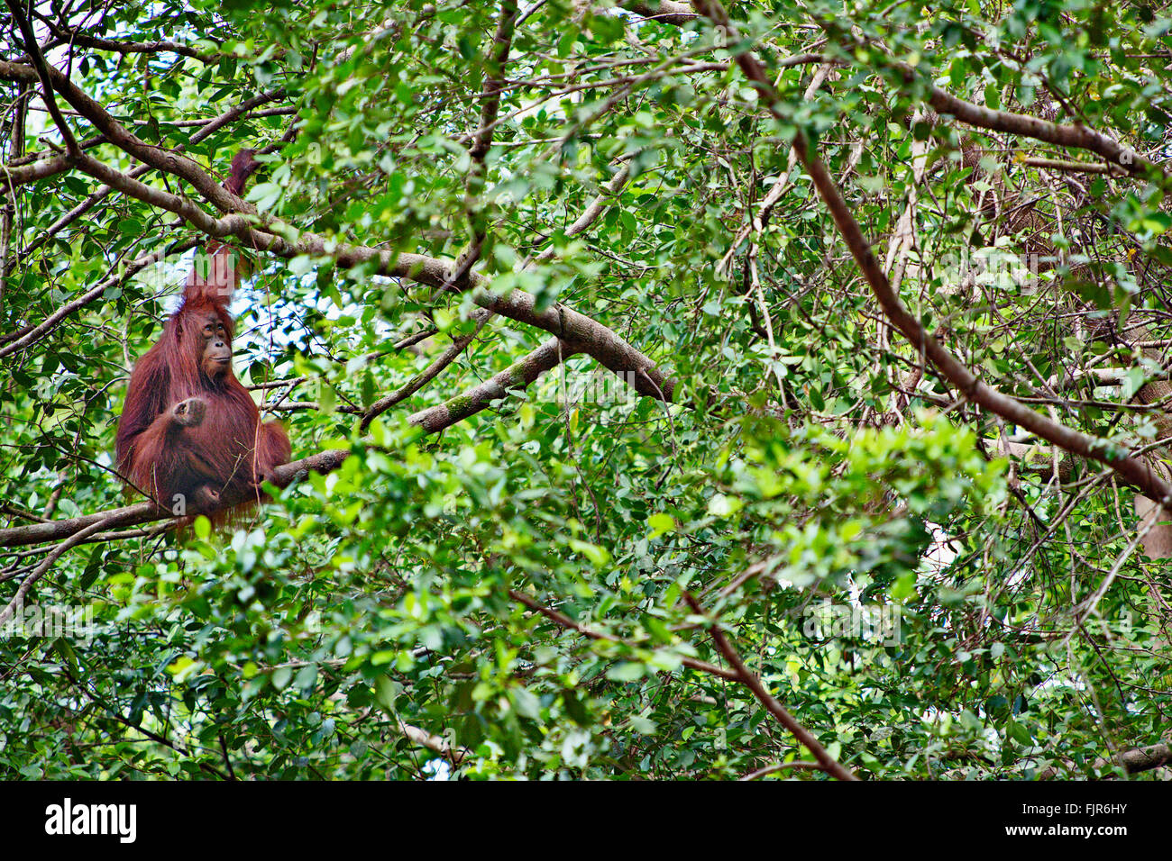 Wild orangutan in rainforest along Kinabatangan River, Sabah, Borneo ...