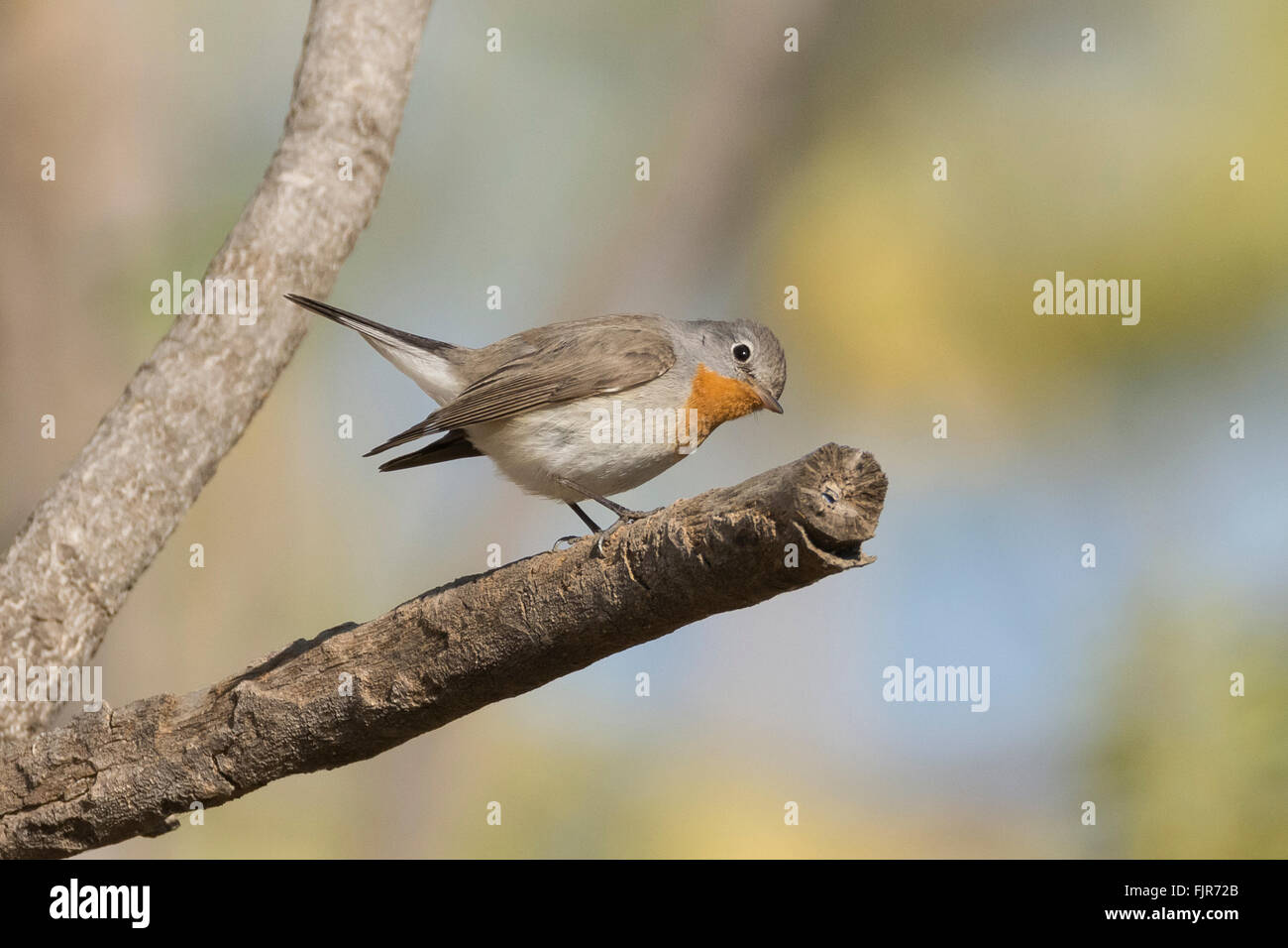 Red-breasted Flycatcher (Ficedula parva Stock Photo - Alamy