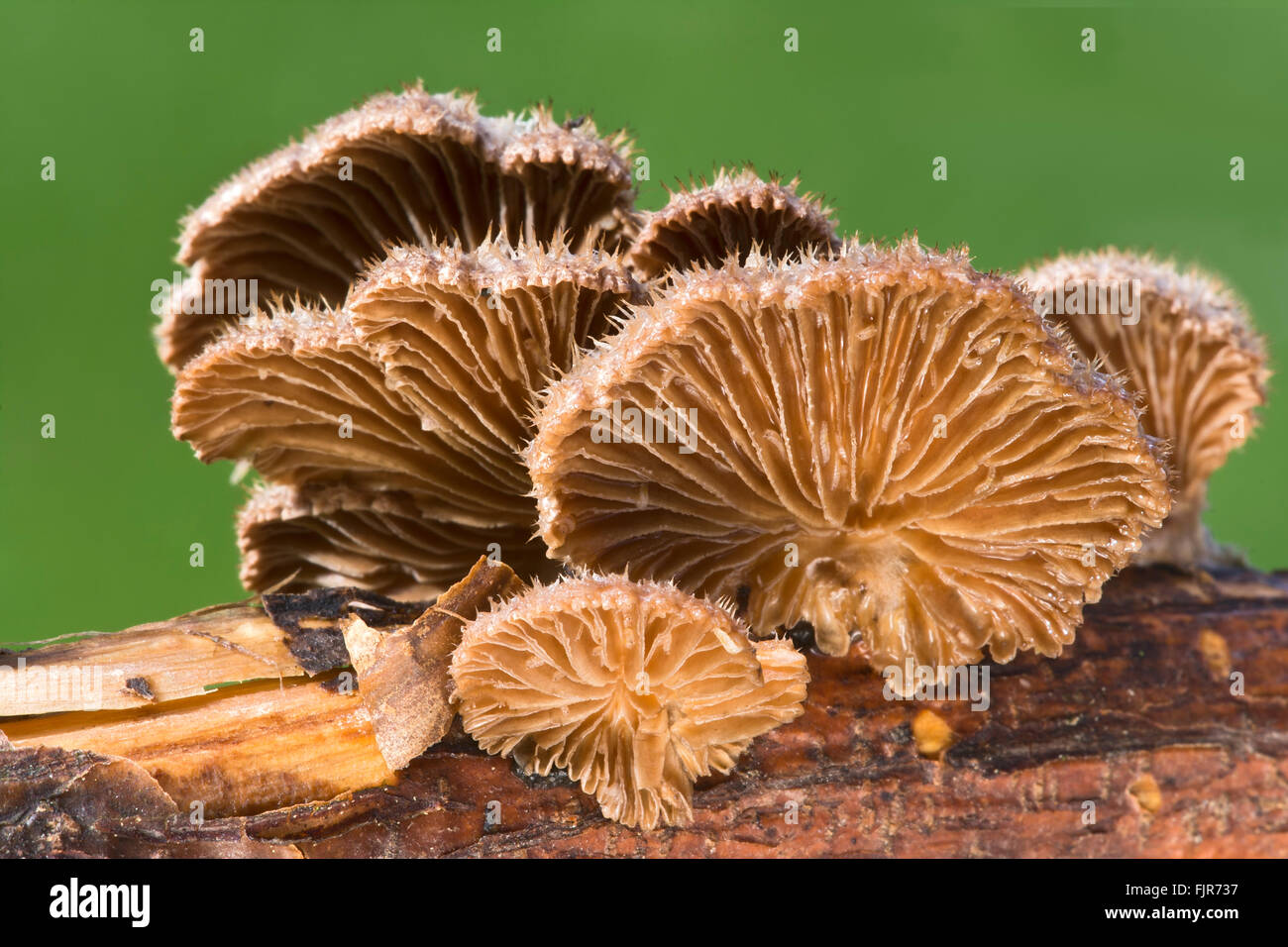 Schizophyllum Commune High Resolution Stock Photography and Images - Alamy