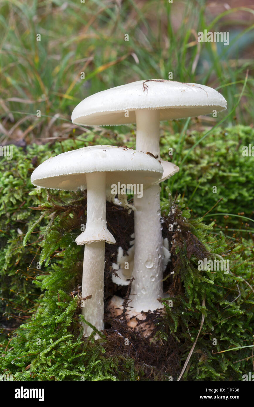Death Cap (Amanita phalloides var. Alba), white form, Styria, Austria ...