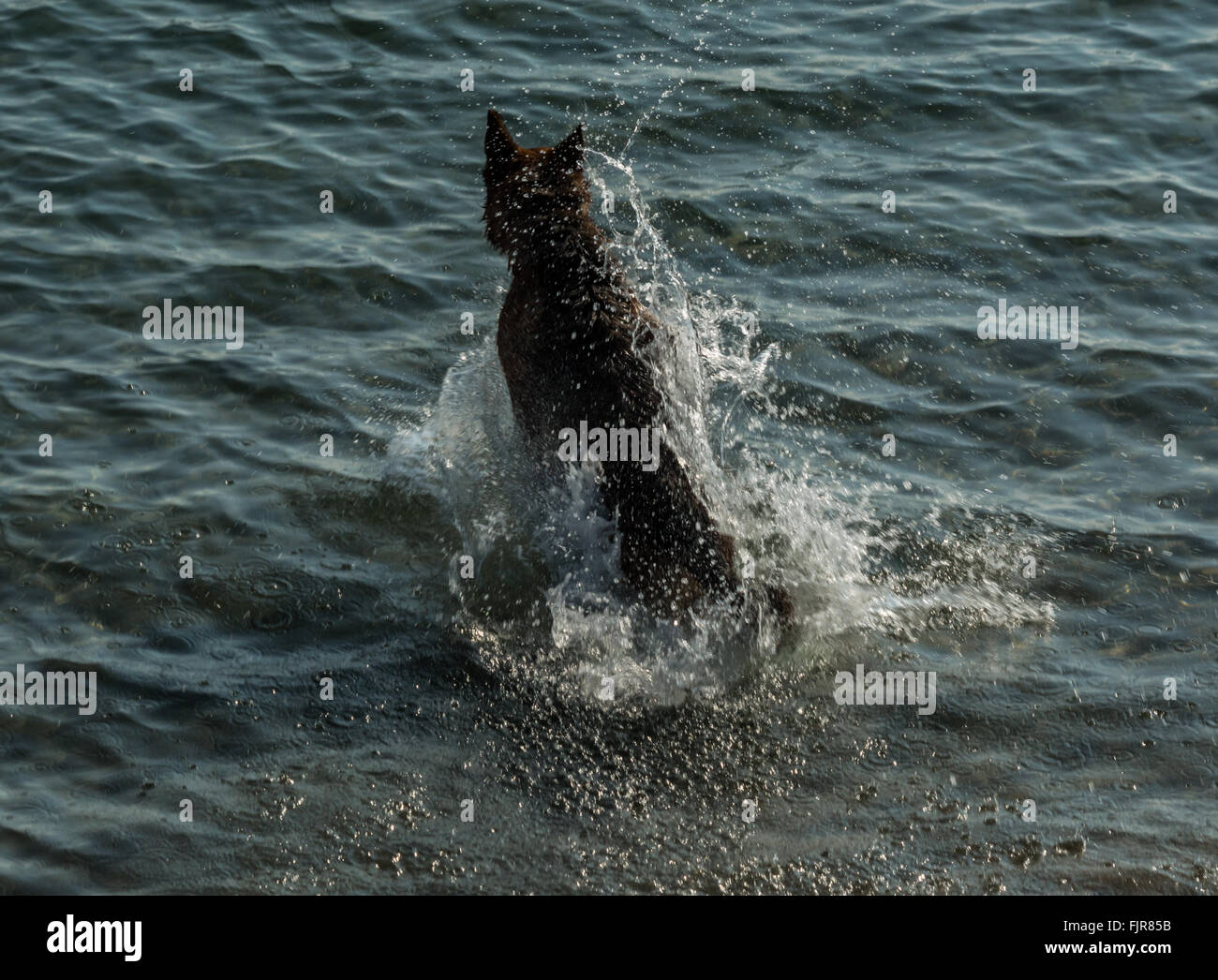 German Shepherd jumps in the sea Stock Photo - Alamy