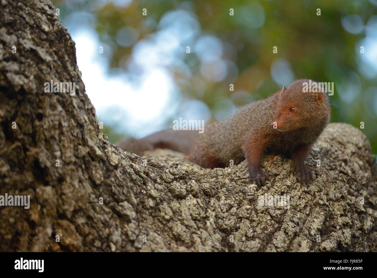 Ruddy mongoose (Herpestes smithii) staring down from top of a tree in ...