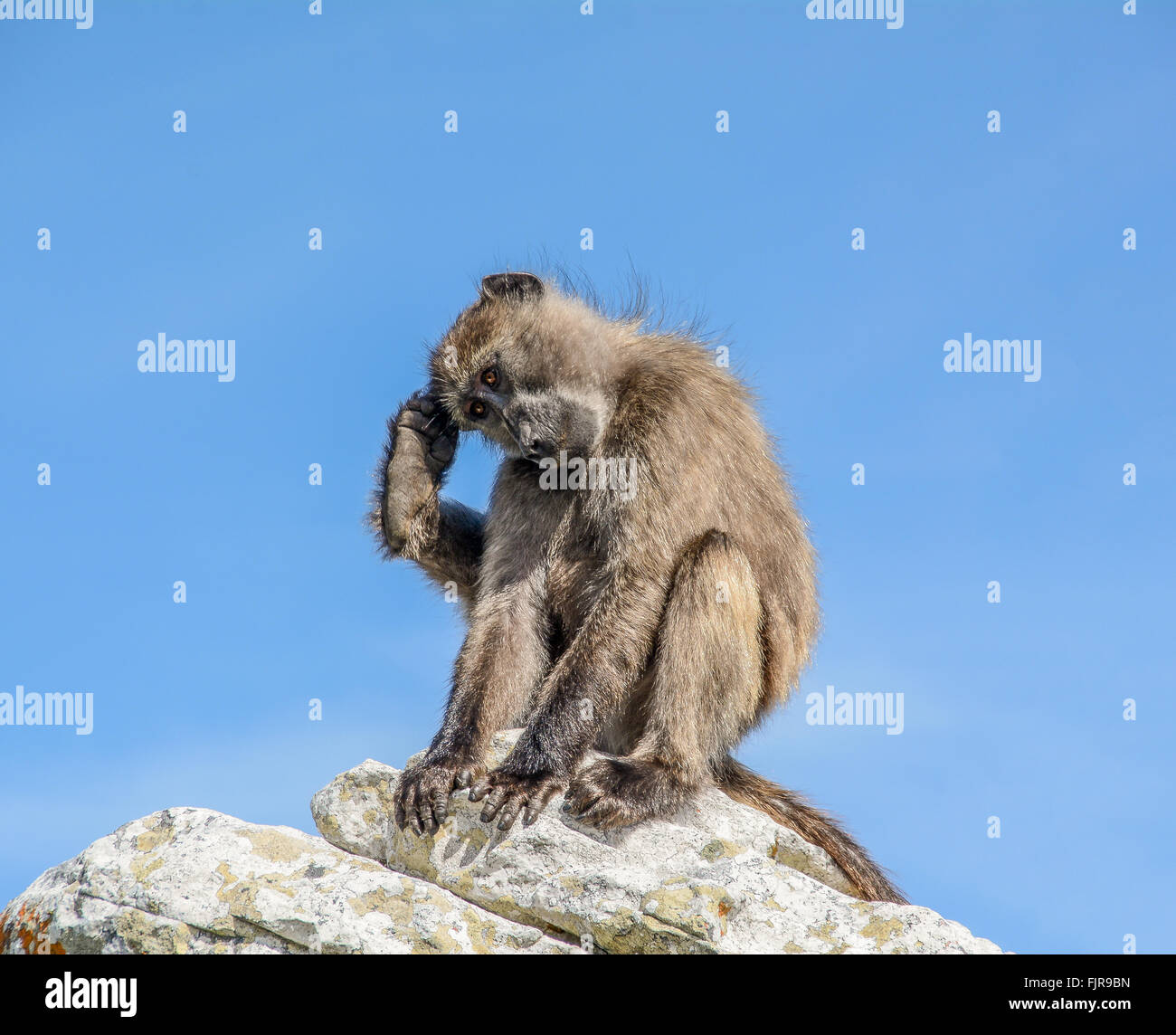 A Quick Scratch Stock Photo - Alamy