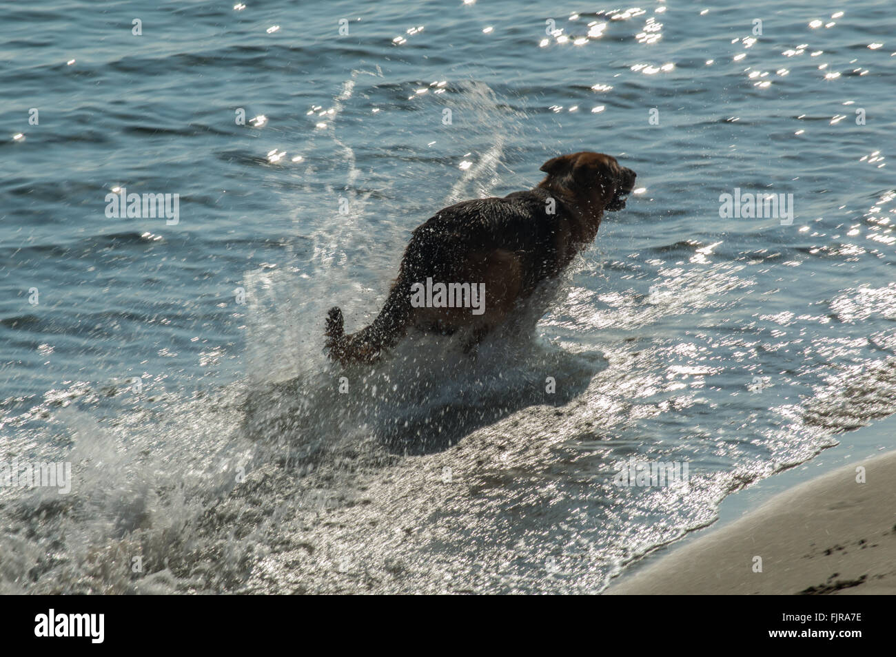 German Shepherd runs in the sea Stock Photo - Alamy