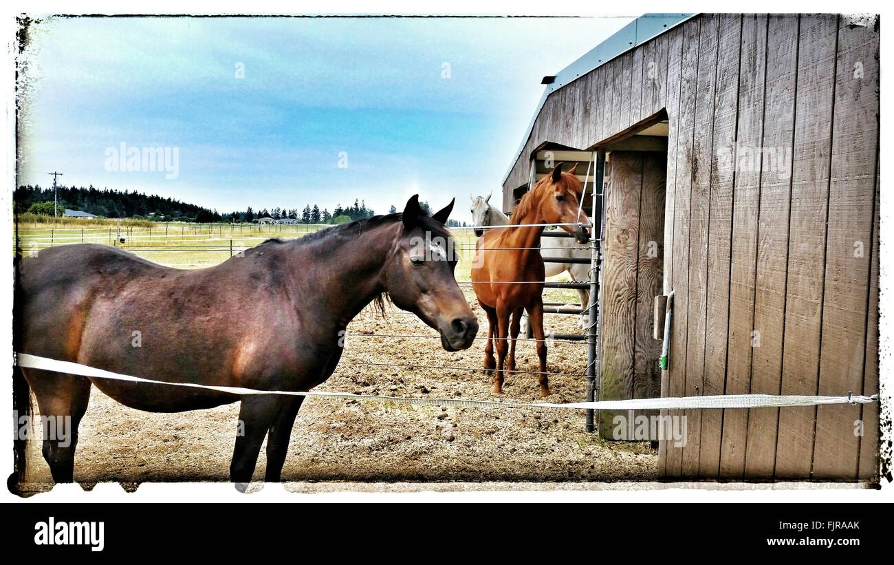 Arabian horses hi-res stock photography and images - Alamy