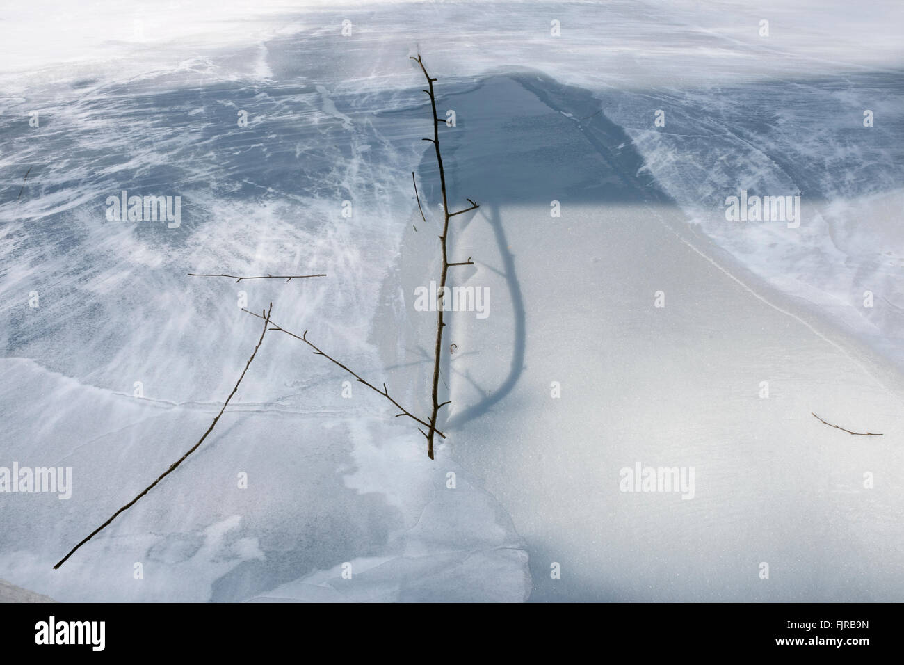 Branch with ice hi-res stock photography and images - Alamy