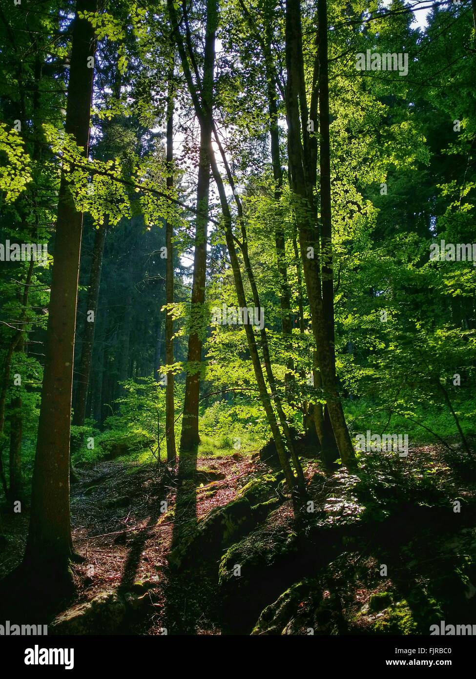 Crowded trees hi-res stock photography and images - Alamy