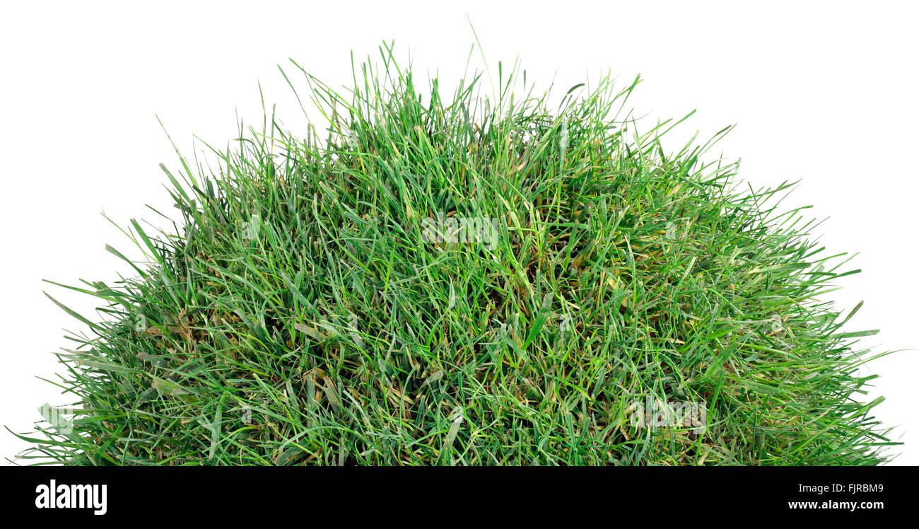 Small Grass Turf Hillock Isolated on White Background Stock Photo - Alamy