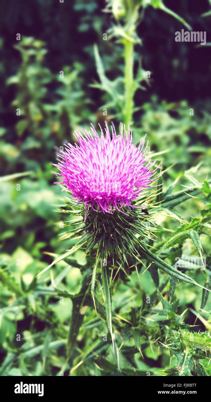 Pink Thistle Stock Photos & Pink Thistle Stock Images - Alamy