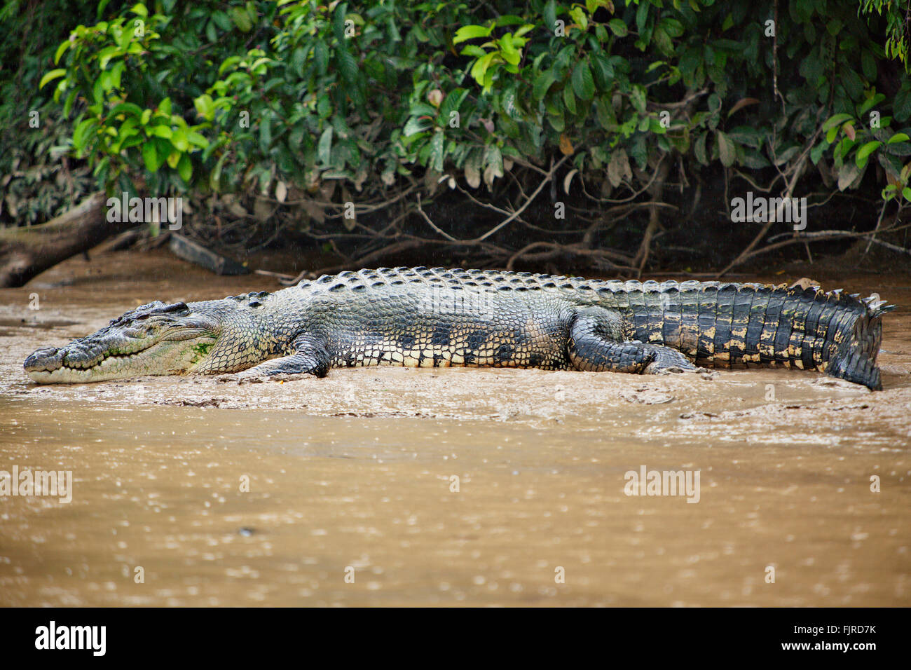Crocodile on a river bank. Kinabatangan River, Sabah, Borneo, Malaysia ...