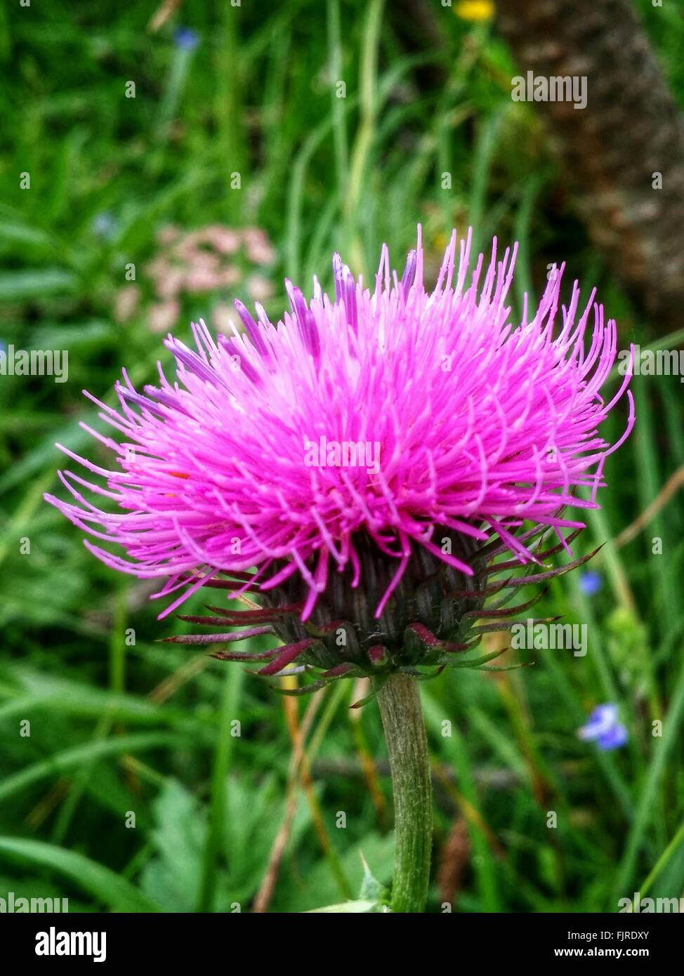 Close-Up Of Thistle Growing In Field Stock Photo - Alamy