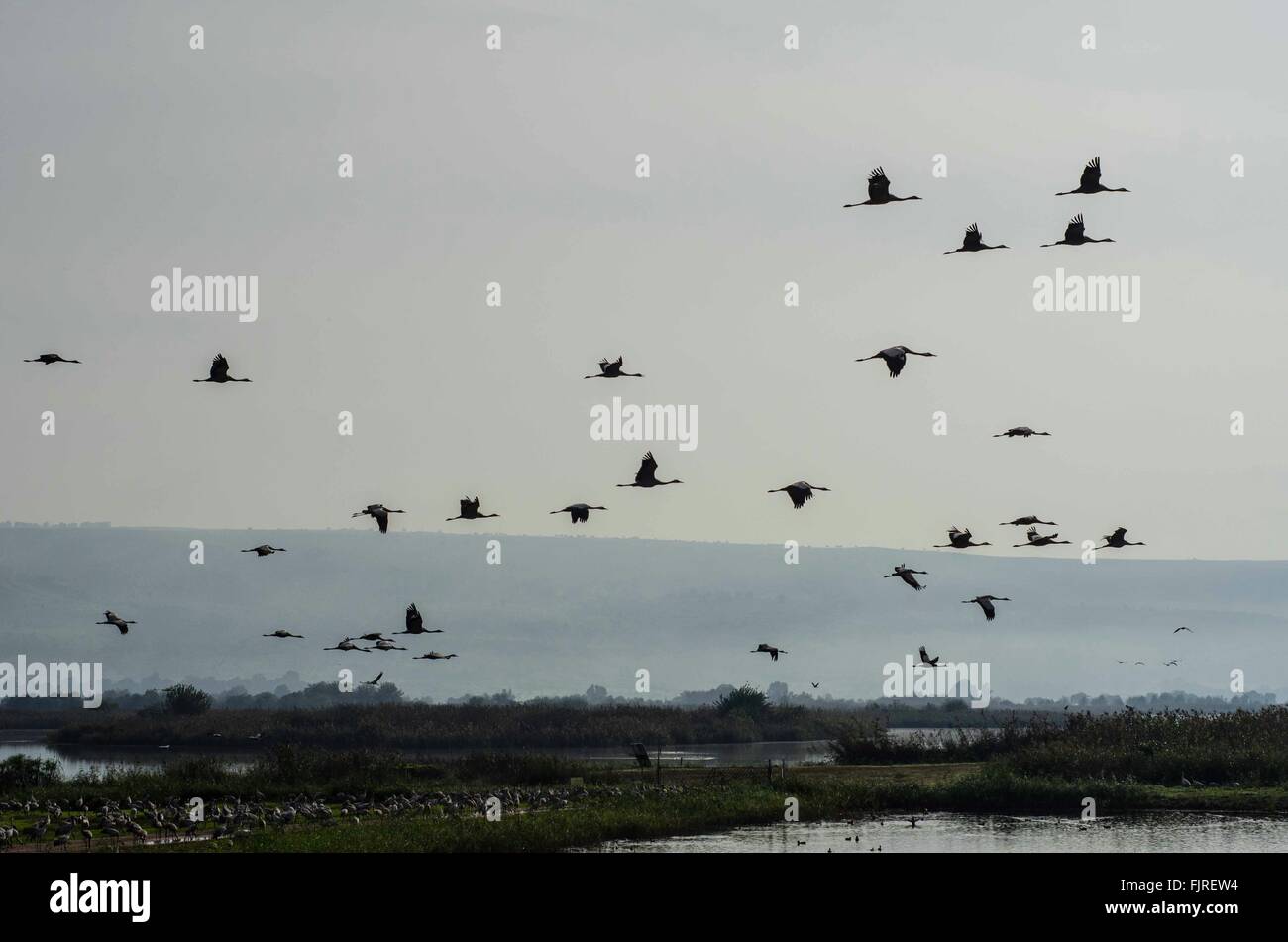 Flock Of Birds Flying Over River Stock Photo - Alamy
