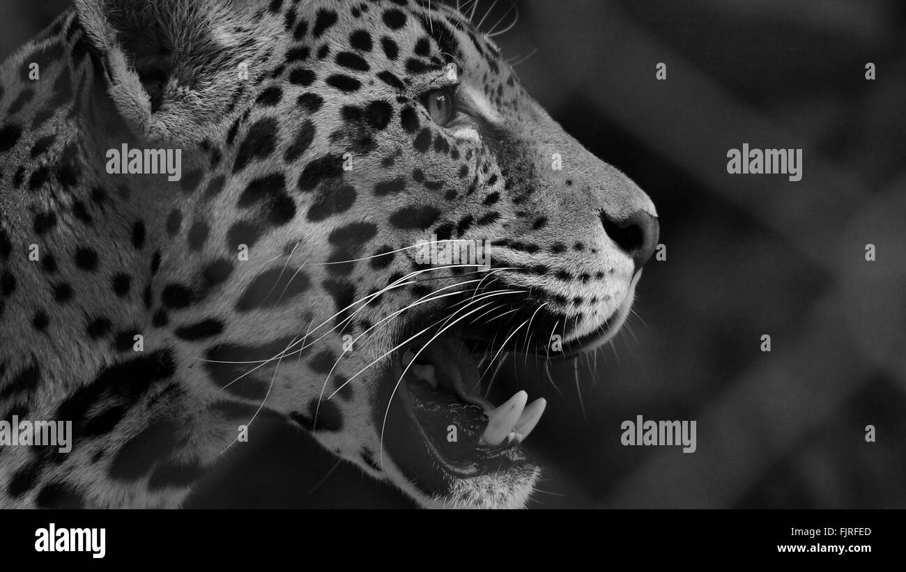 Leopard family hi-res stock photography and images - Alamy