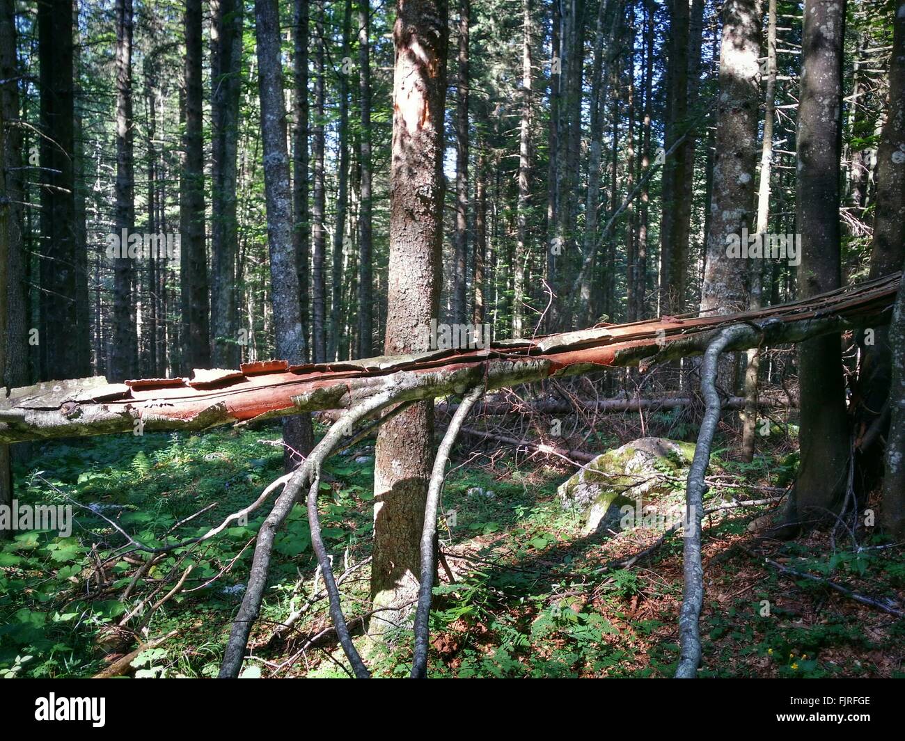 Fallen trees in wood hi-res stock photography and images - Alamy
