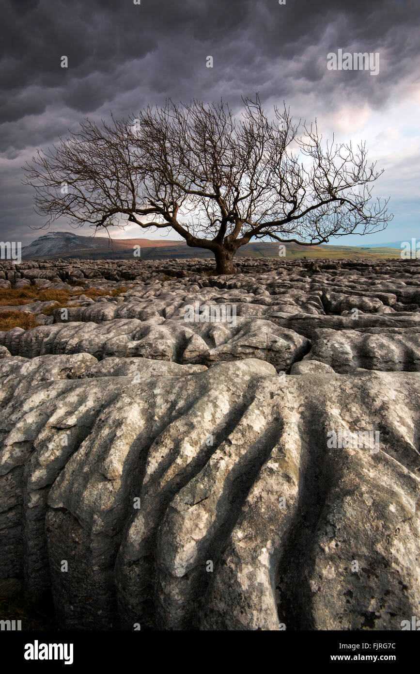 Lone Tree on the Limestone Pavements of Twistleton Scar End, Ingleton ...