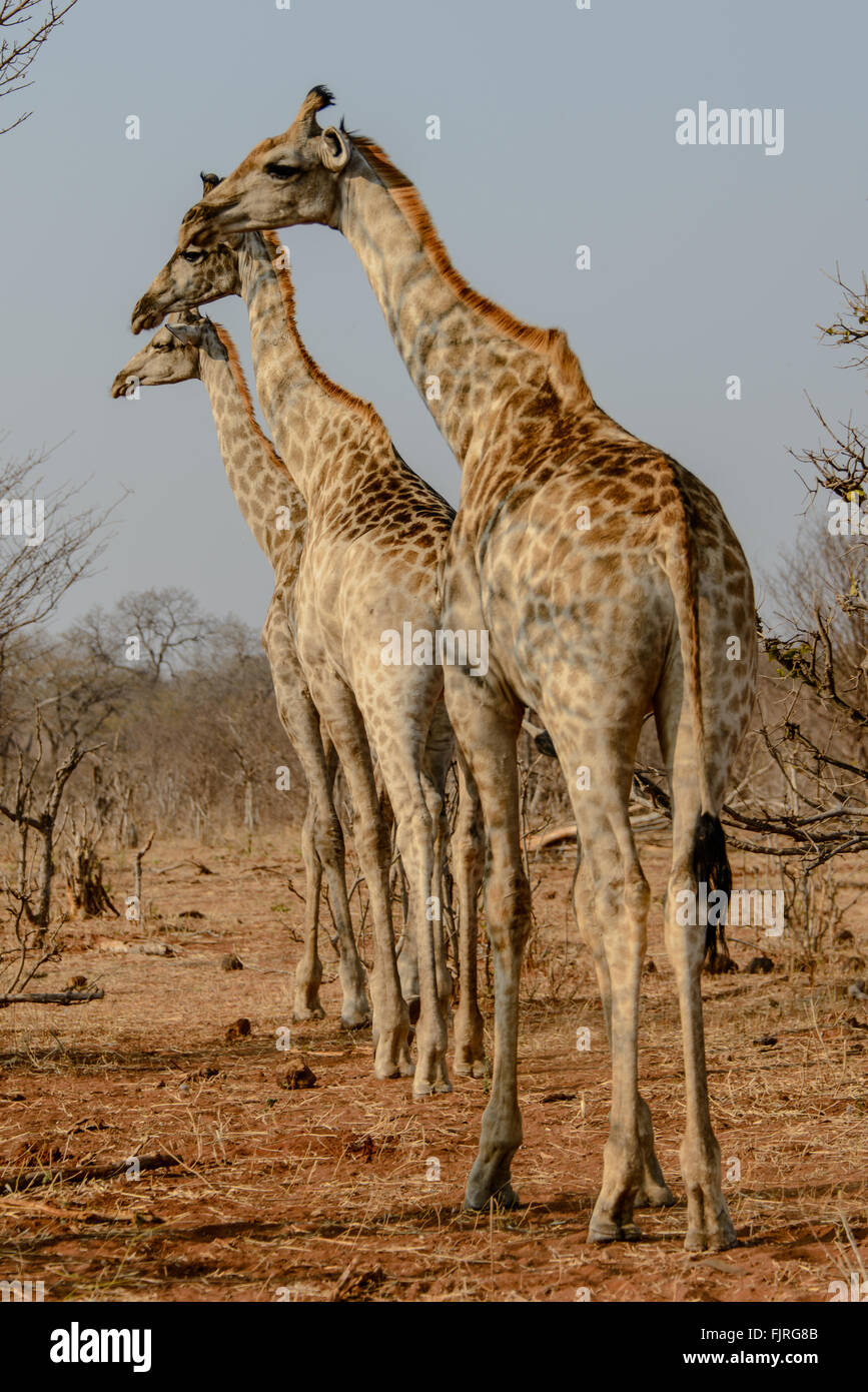 Animal three spots hi-res stock photography and images - Alamy