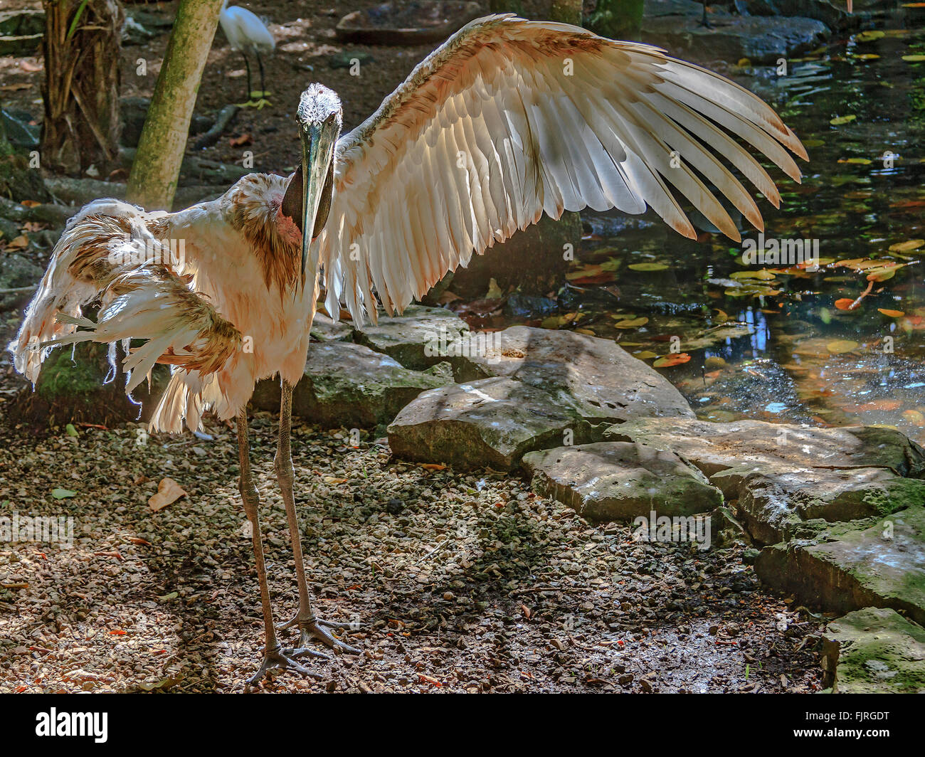 Marabou Stork (Leptoptilos crumeniferus) Yucatan Mexico Stock Photo - Alamy