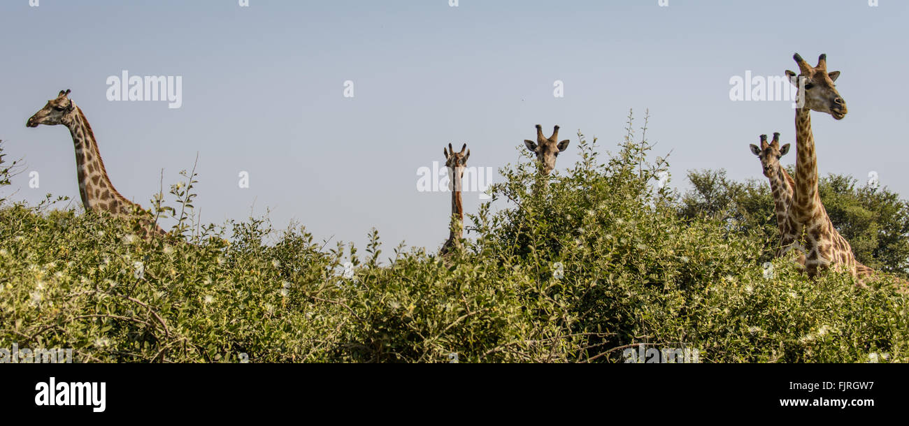 Bush nature hi-res stock photography and images - Alamy