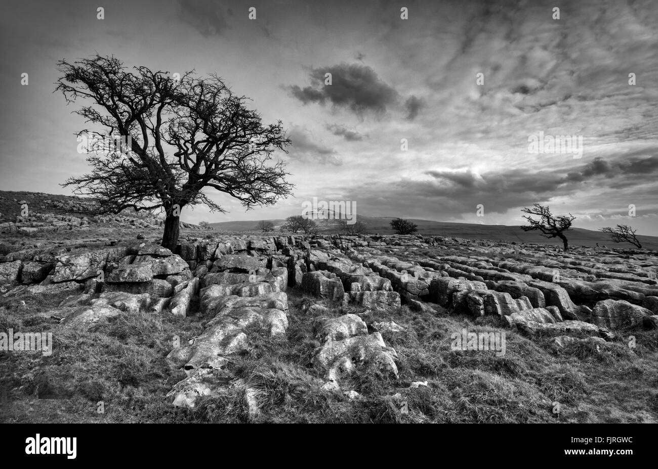 Lone Tree on the Limestone Pavements of Twistleton Scar End, Ingleton ...