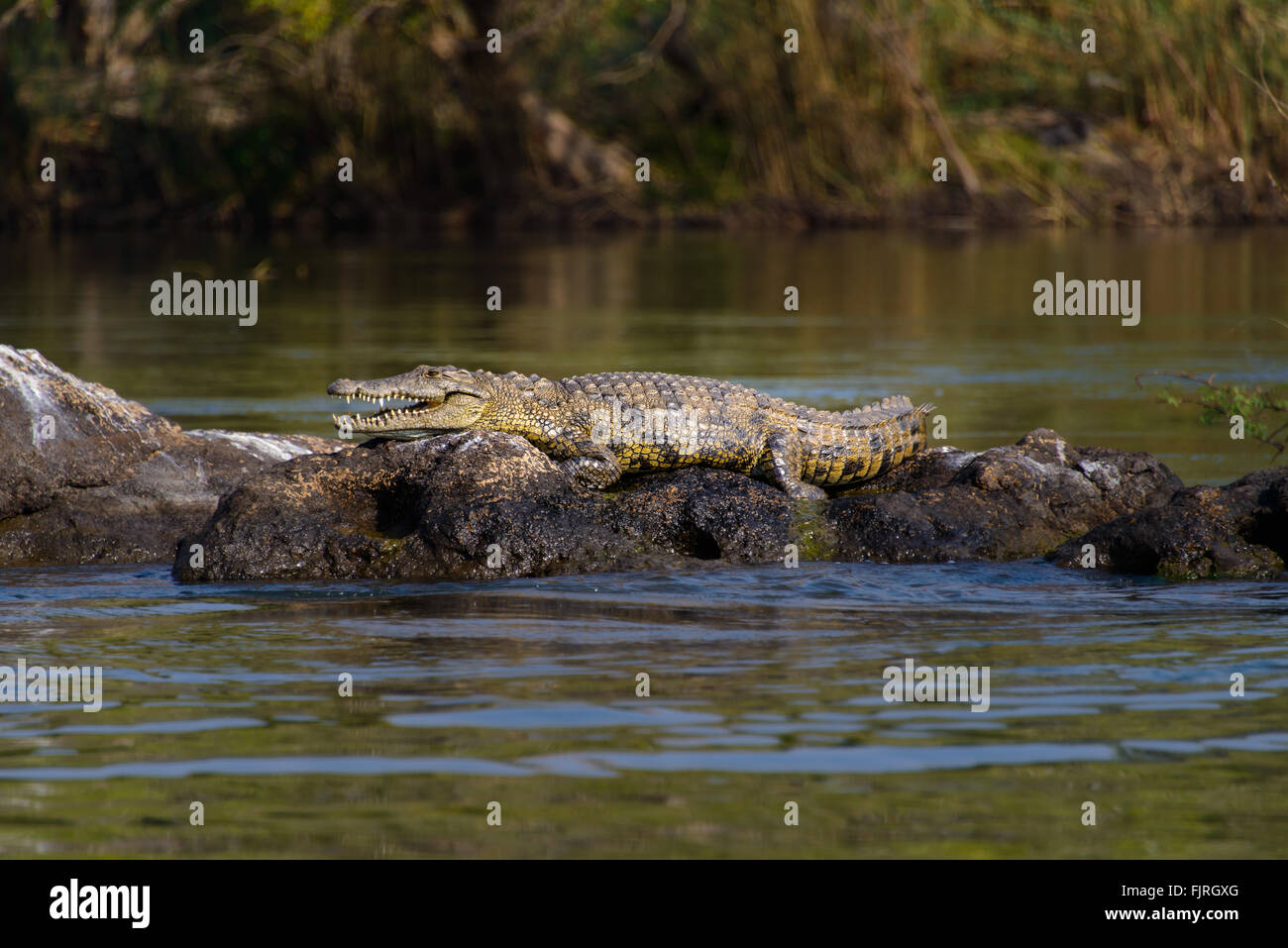 Krokodil am Fluss Stock Photo - Alamy