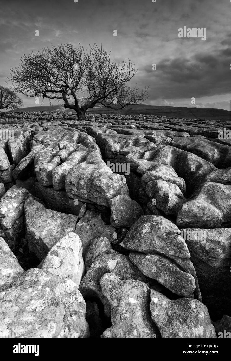 Lone Tree on the Limestone Pavements of Twistleton Scar End, Ingleton ...