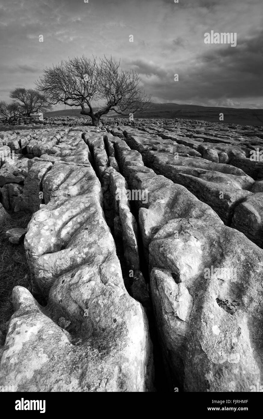 Lone Tree on the Limestone Pavements of Twistleton Scar End, Ingleton ...