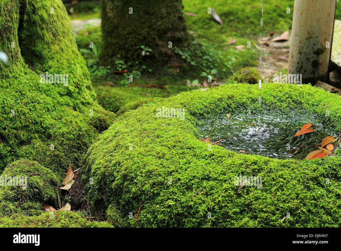 Moss Rock Garden High Resolution Stock Photography and Images - Alamy