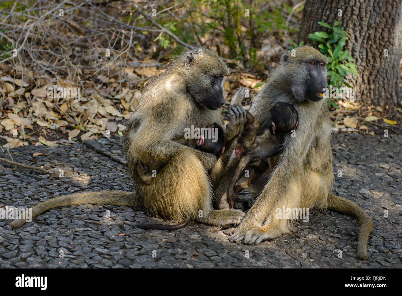 Monkey friendship hi-res stock photography and images - Alamy