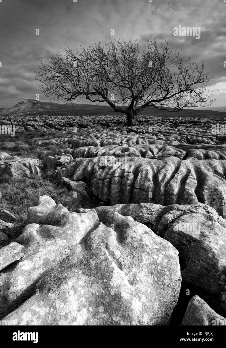 Lone Tree on the Limestone Pavements of Twistleton Scar End, Ingleton ...