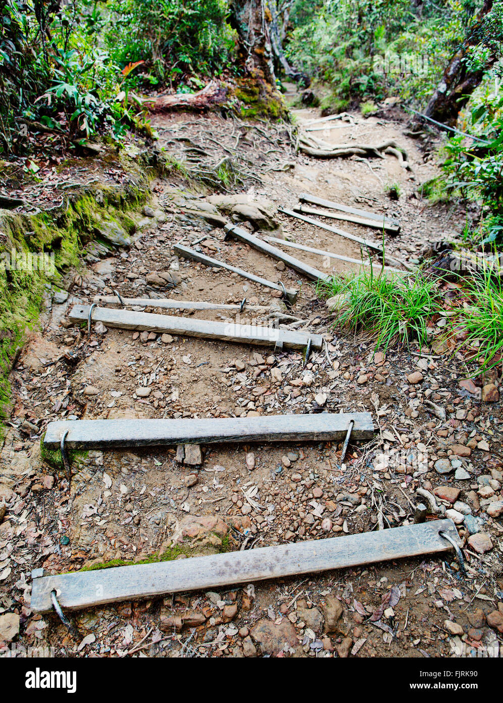 Kinabalu trek steps path trail hi-res stock photography and images - Alamy